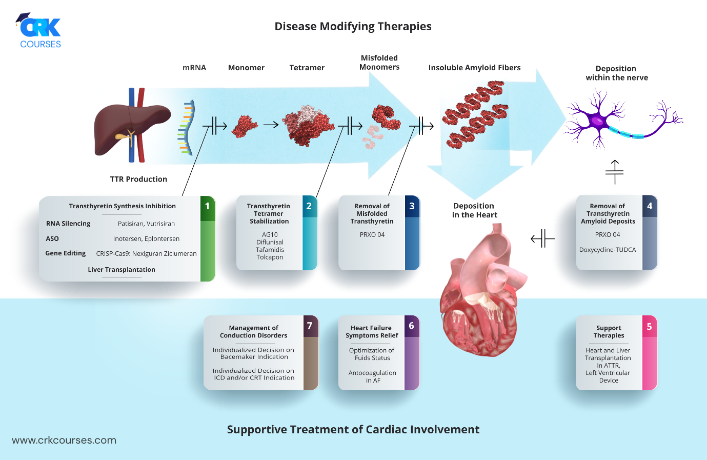 Lesson 2: Step 6 – Treatment Strategies for Transthyretin Cardiac Amyloidosis (ATTR-CM) - CRK ...